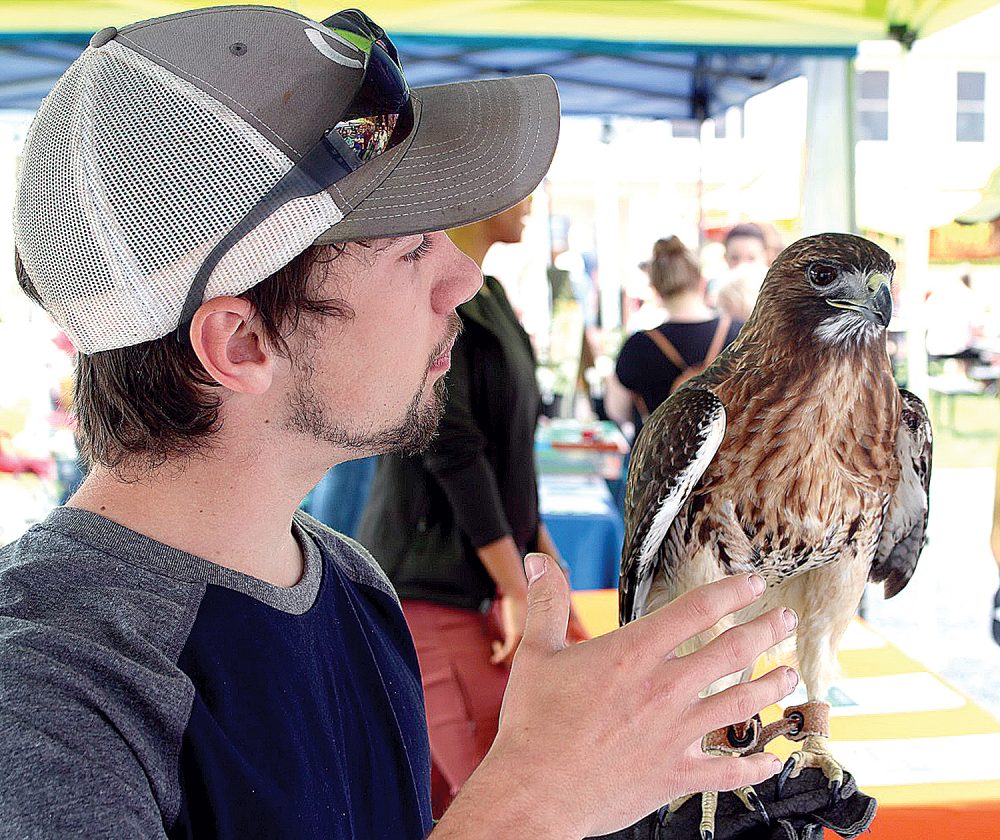 Community comes together to save wounded adult osprey | News, Sports ...